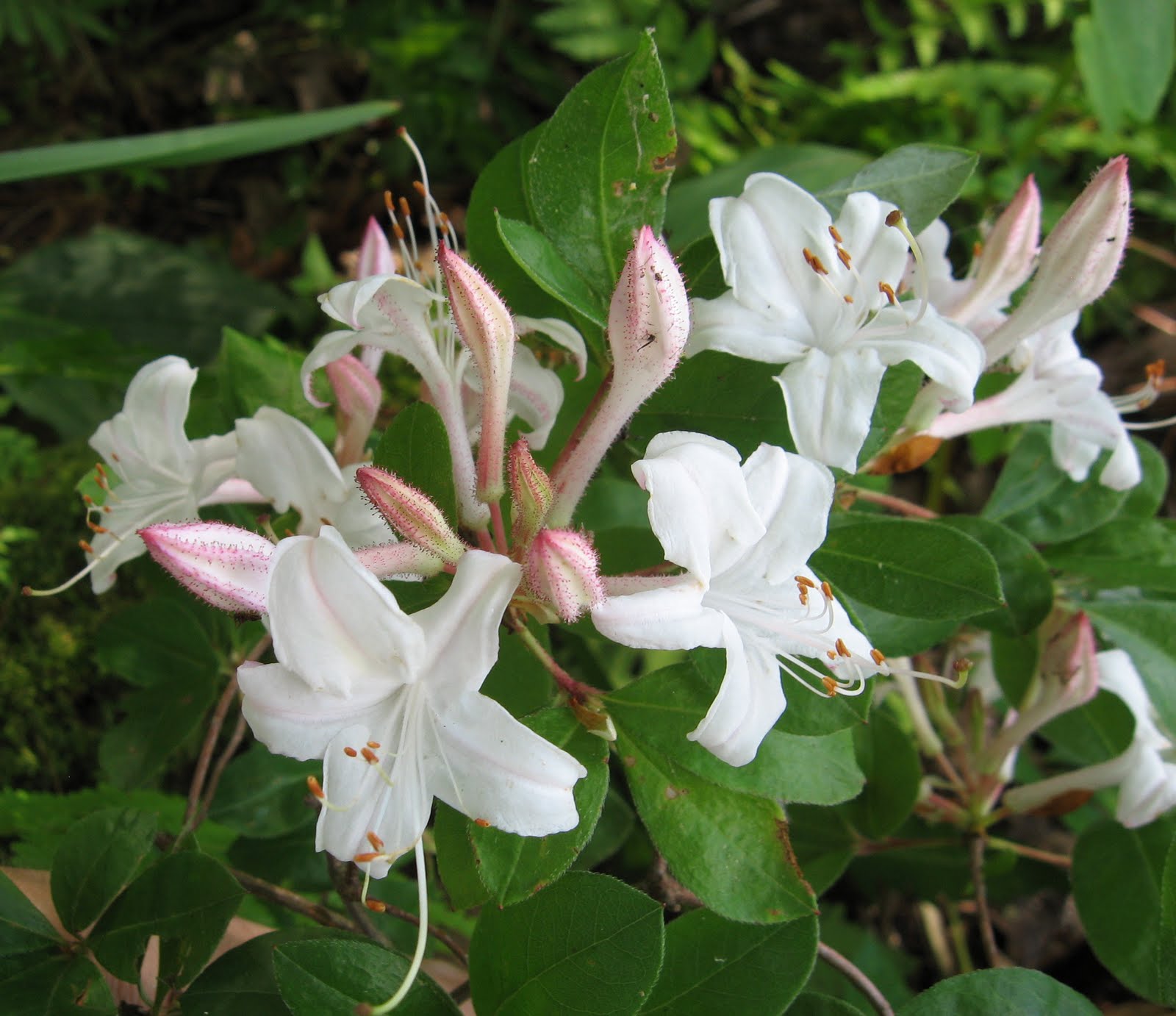Animal Trackers of New England: Swamp azalea
