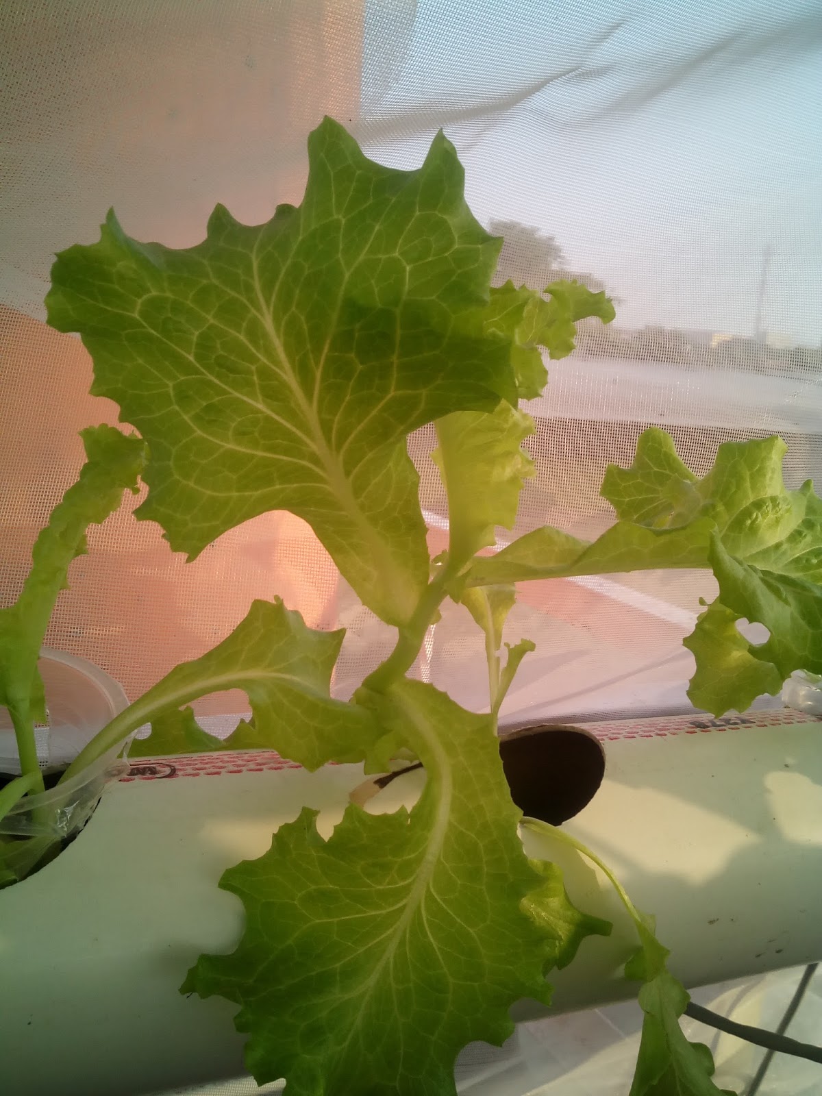 Mengenal Etiolasi Pada Tanaman Hidroponik Hidroponikpedia - Riset