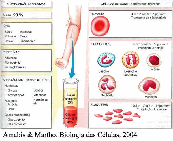 Sangue, Características Fisiológicas do Sangue Humano - Enciclopédia ...