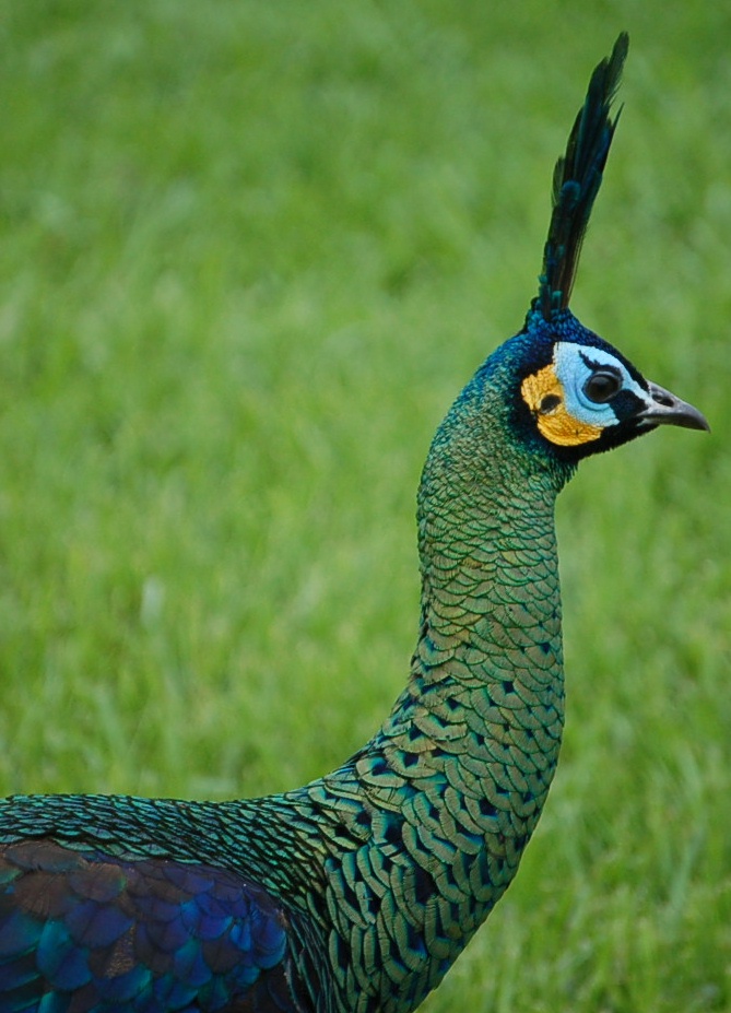 Most Beautiful Green Java Peacock Pictures