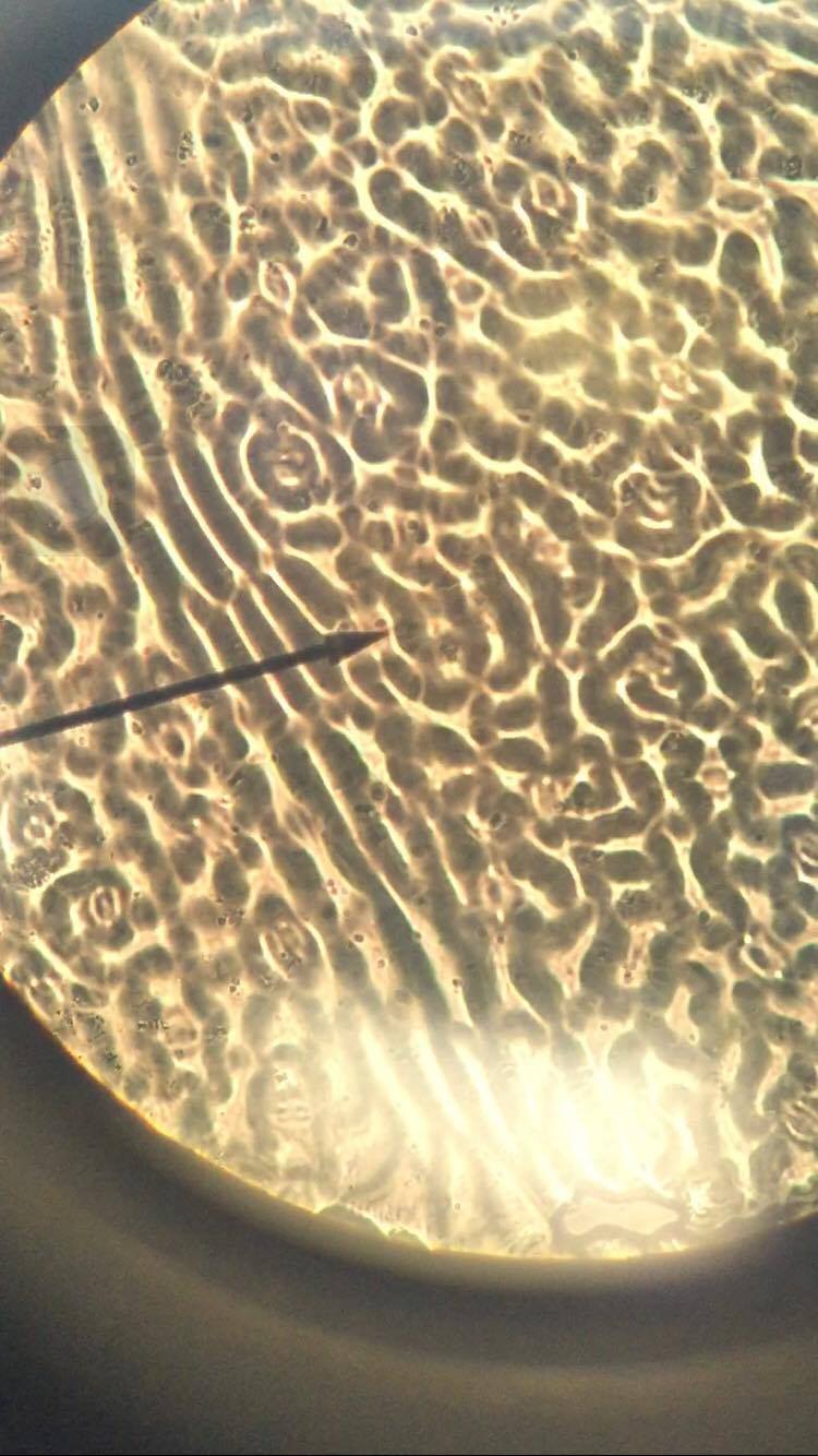 AP Biology Blog - Mark Ingram P.7: Investigation 11: Plant Transpiration