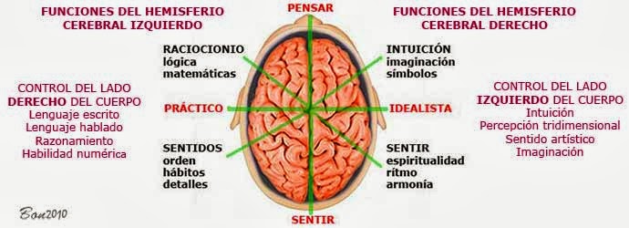 Abrir el horizonte: Cerebro