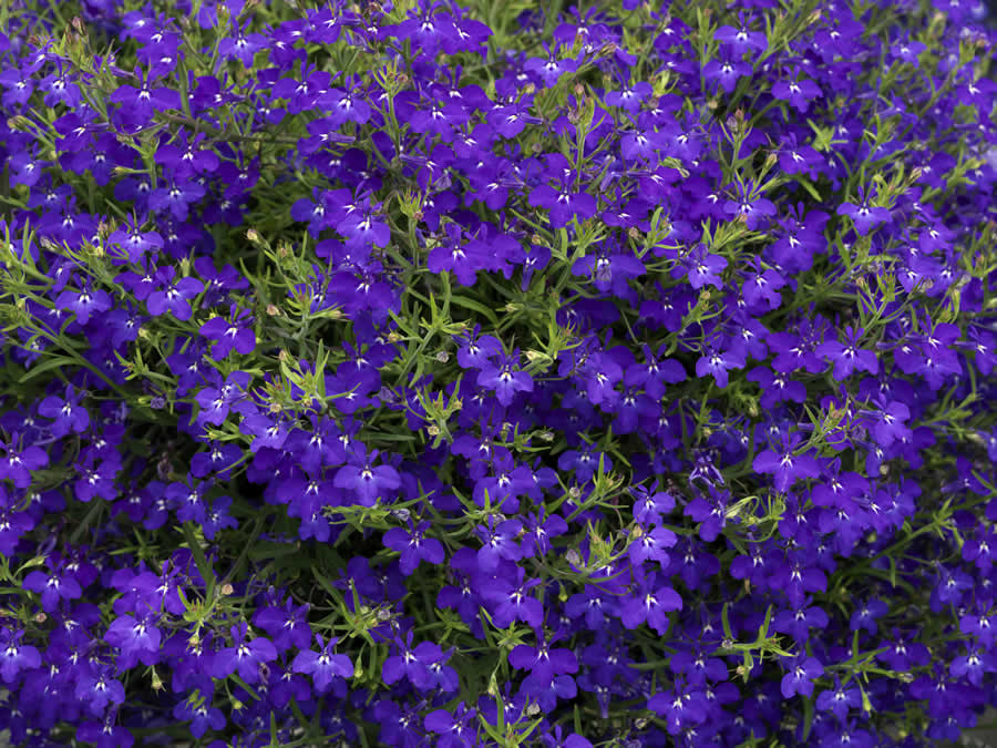 The Herb Hound: LOBELIA