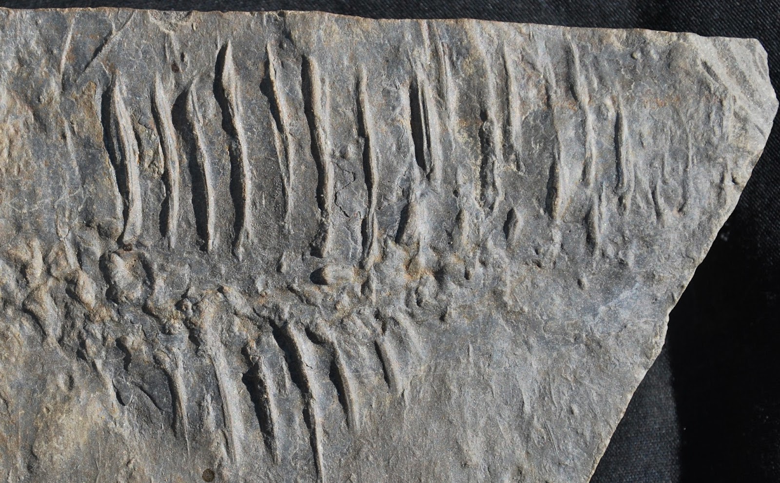 Rarely Seen Yet Commonly Found: Rarely Seen Yet Commonly Found