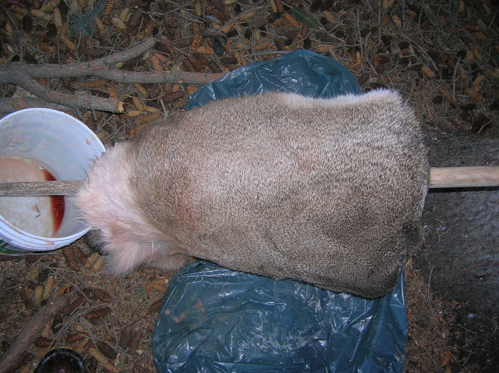 Musings of Musang: Curing deer hides for storage