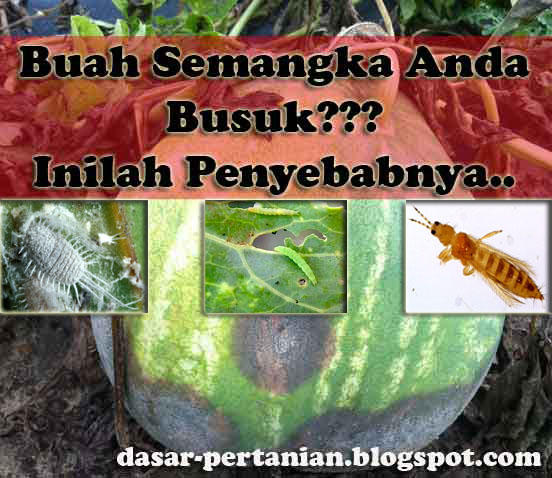 Jenis-Jenis Hama Yang Sering Menyerang Tanaman Semangka - saung petani