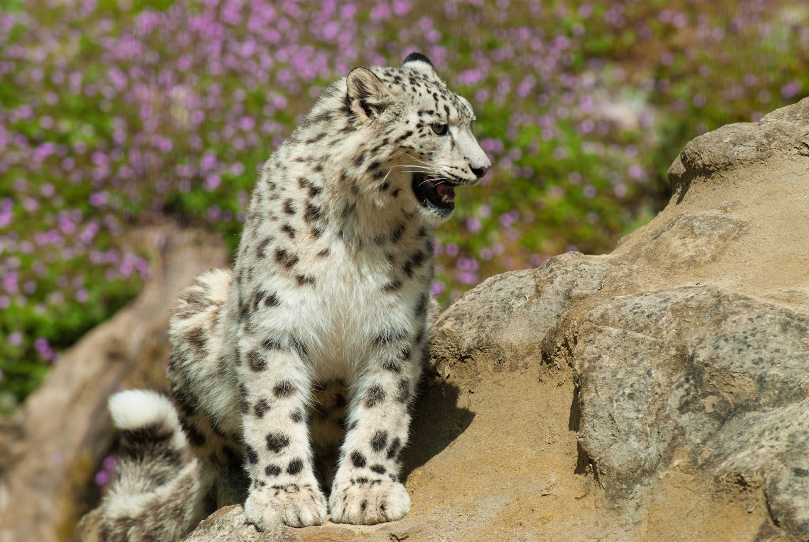 EXPLORANDO LA NATURALEZA CON 6º A: LEOPARDO BLANCO