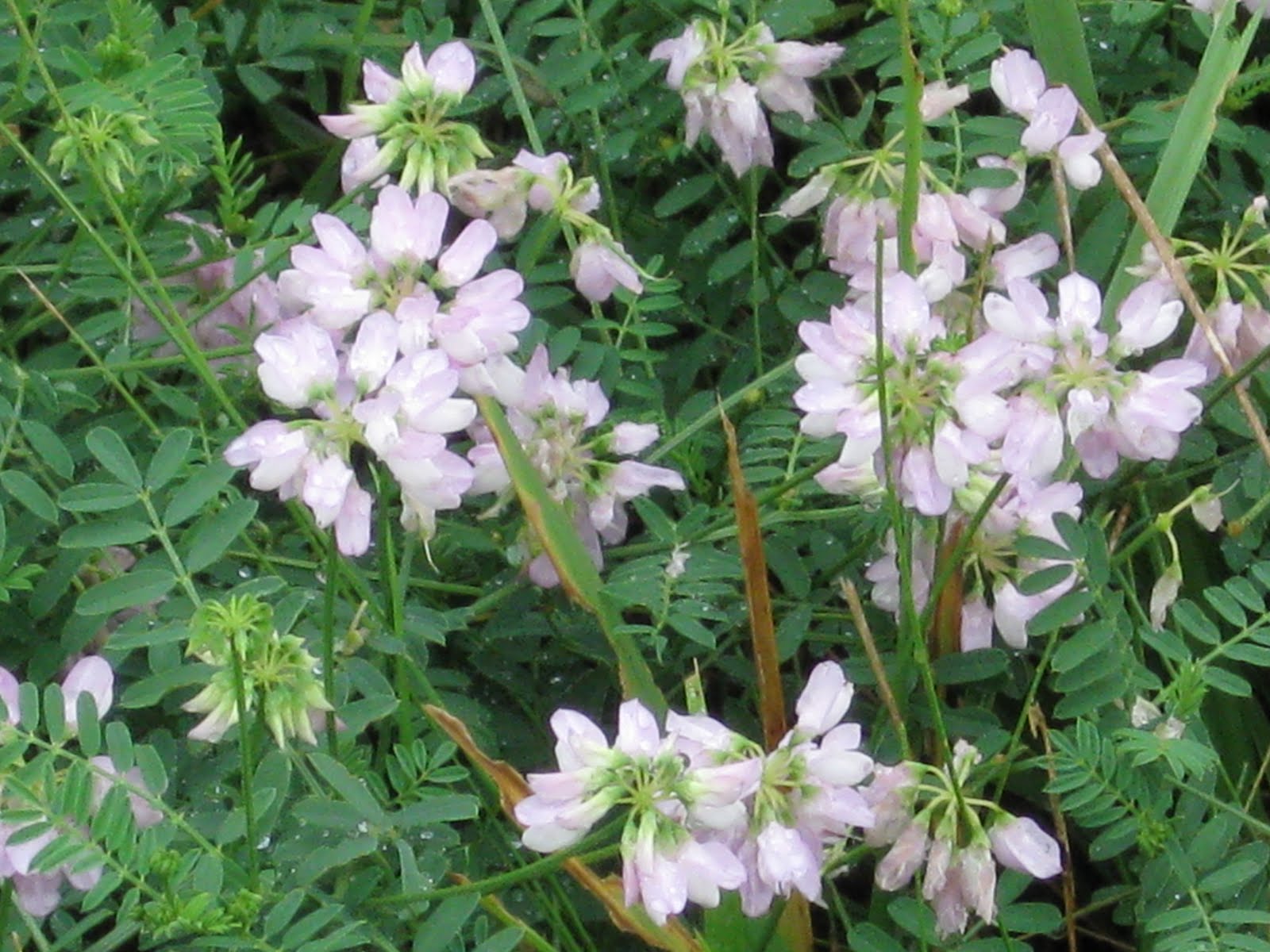 Gardening From the Ground Up: ON AND OFF THE ROAD