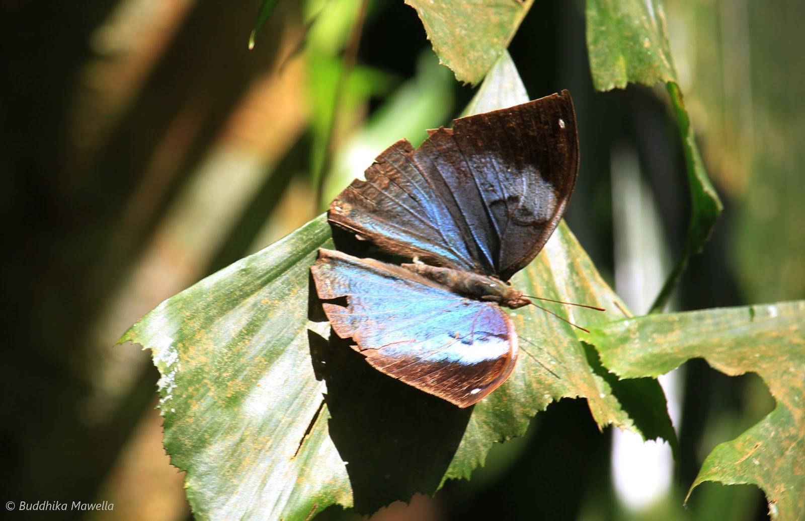 Lanka Nature Summary: Sri Lankan Blue Oak leaf (Kallima philarchus)