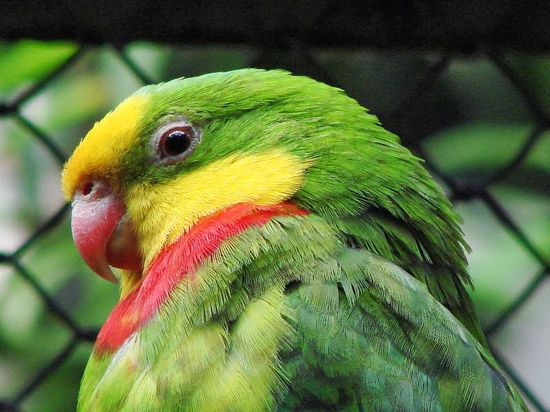 Perico Soberbio ~ LoroMania