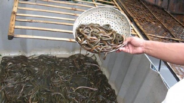 Cara Budidaya Belut Tanpa Lumpur dalam Kolam Tembok, Drum&Ember - Opo wae