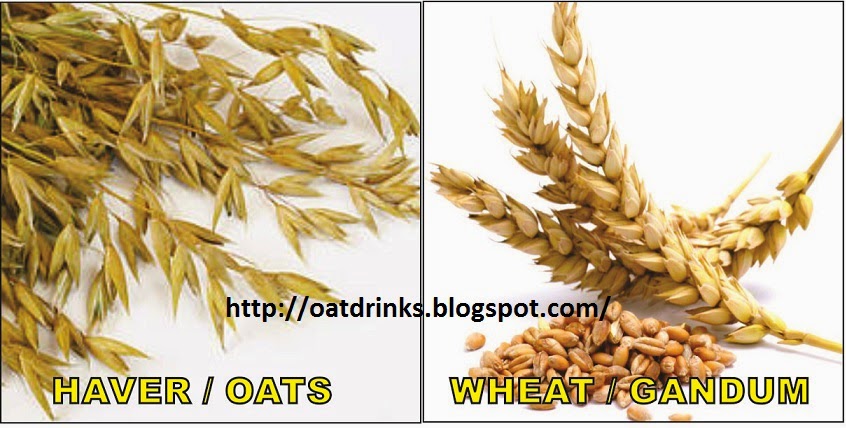 TENTANG OAT | Oatdrink Indonesia
