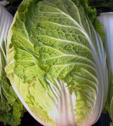 Wong Bok - Repolho Chinês