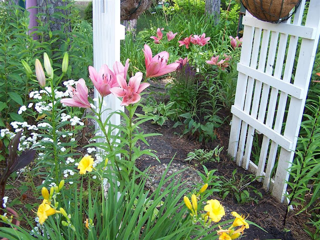 Perennial Passion: Out with the Mildewy Phlox--In with the Manhattan ...