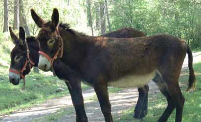 Imagenes de asnos - Imagui
