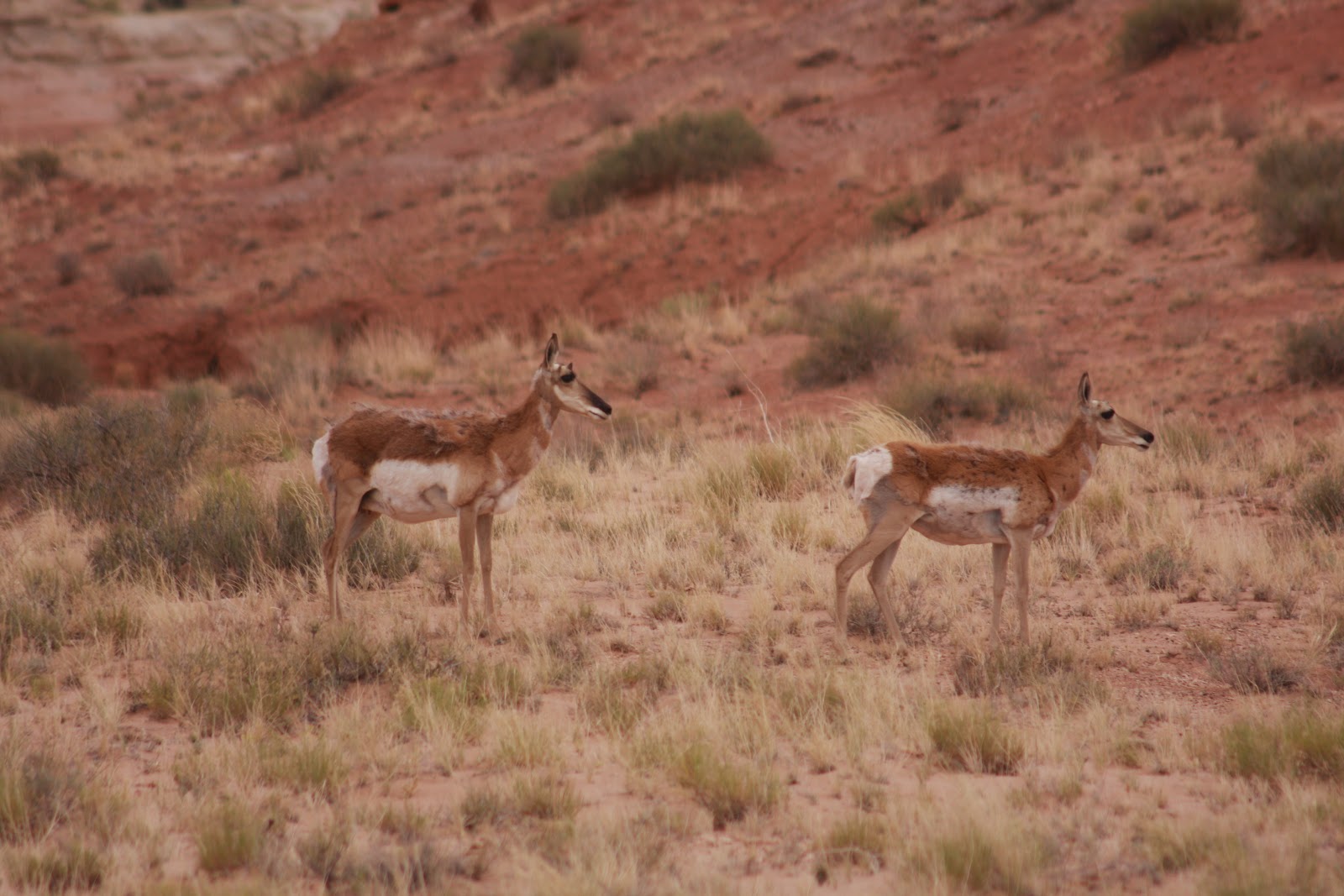 One Day in America: Wildlife Sightings in Southeastern Utah