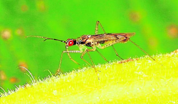 Criptozoología en España: Encuentran un nuevo insecto en Murcia