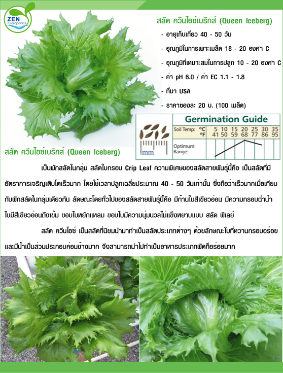ZEN HYDROPONICS: สลัด ควีน ไอซ์เบริกส์ (Queen Iceberg)