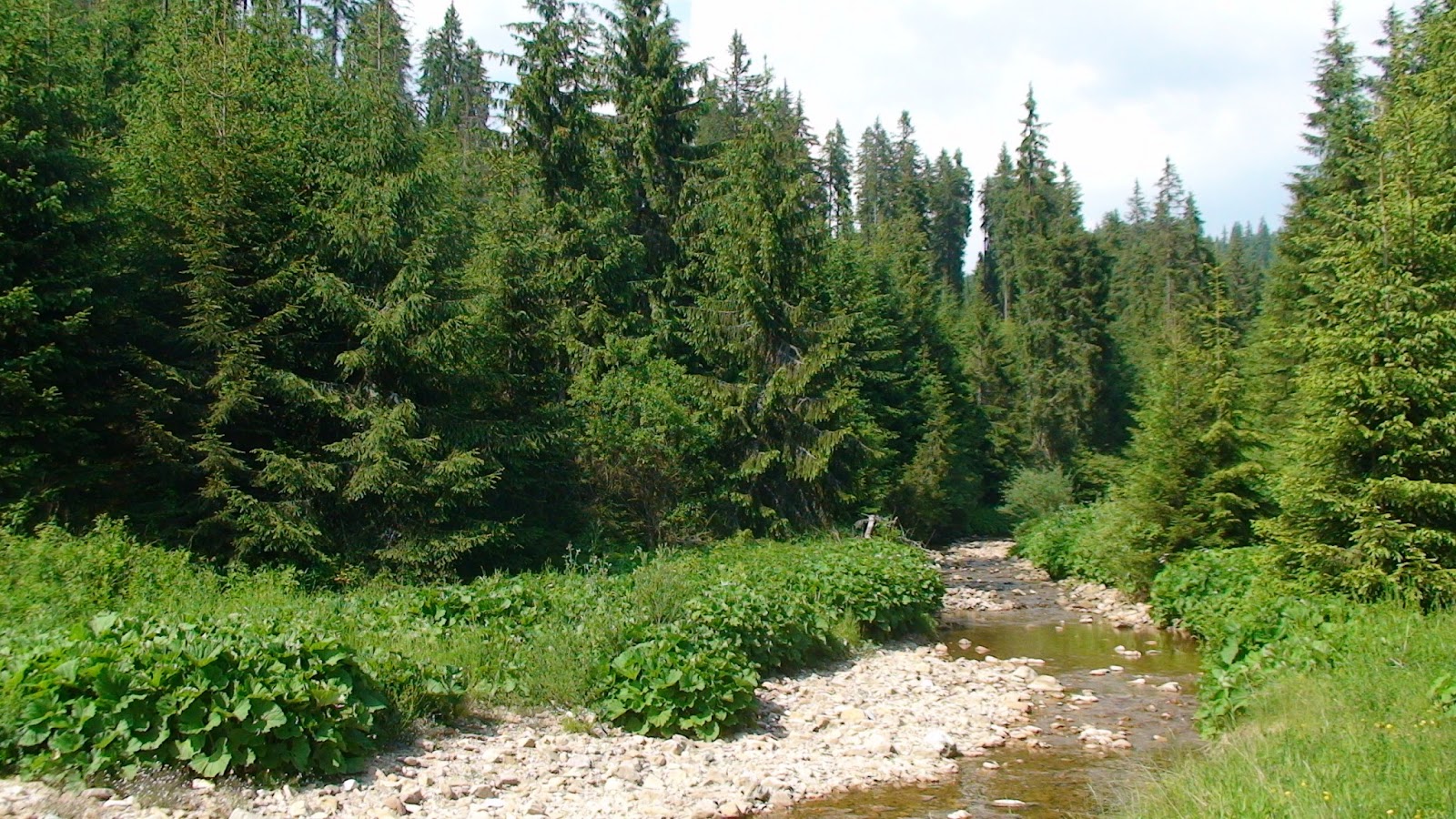 Ghe NICA-Blog: Cabana Padis-Poiana Rotunda-versantul stang al paraului ...