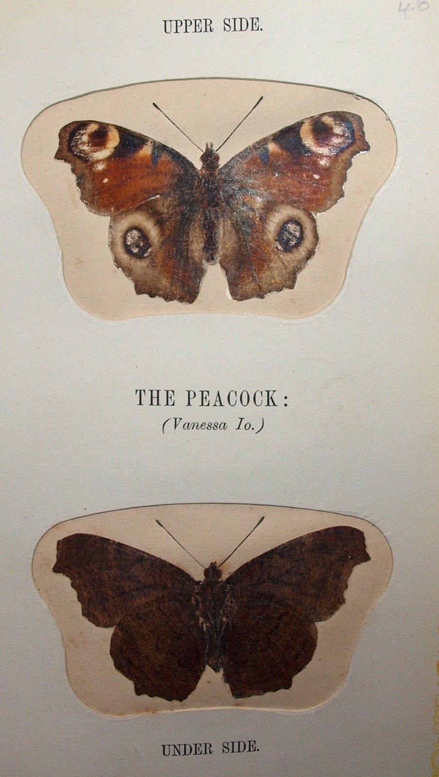 Natural History, Creation and Religious Conflicts: Nature Printing