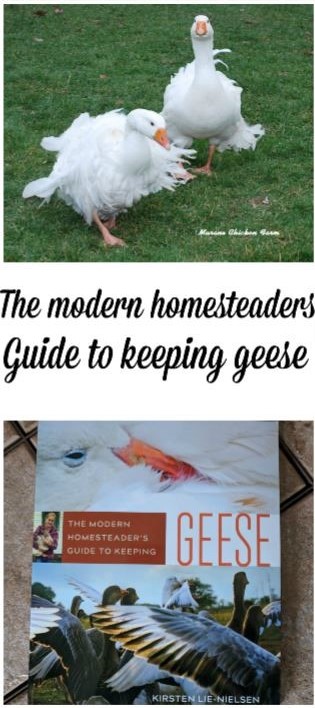 Modern homesteaders guide to keeping geese. - Murano Chicken Farm