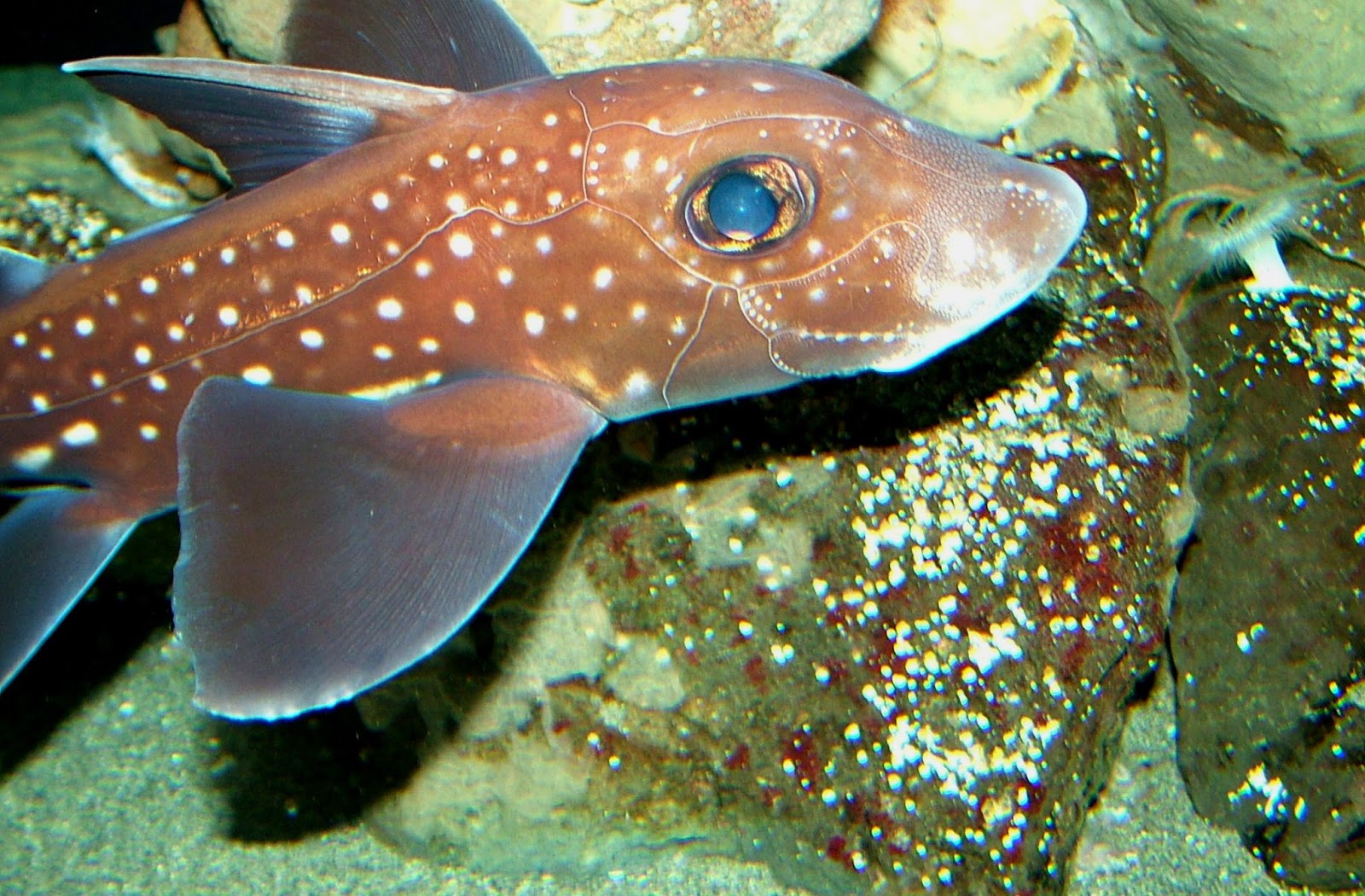 Buzz's Marine Life of Puget Sound: RANDOM COLLECTION OF PUGET SOUND ...