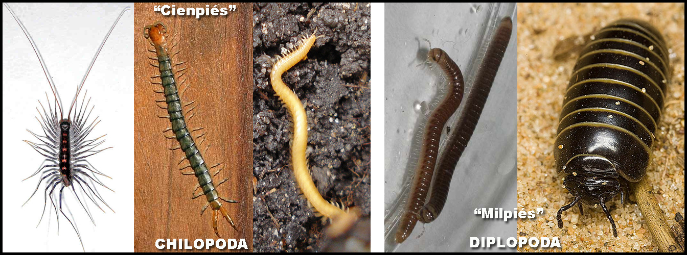 Naturarchives: Biodiversidad. El Reino de los Animales. Invertebrados ...