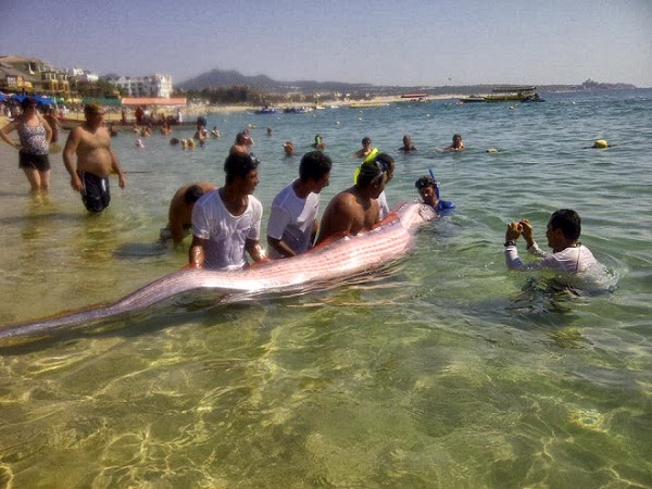 The Giant Oarfish - "sea monster" | FITRI NEWs
