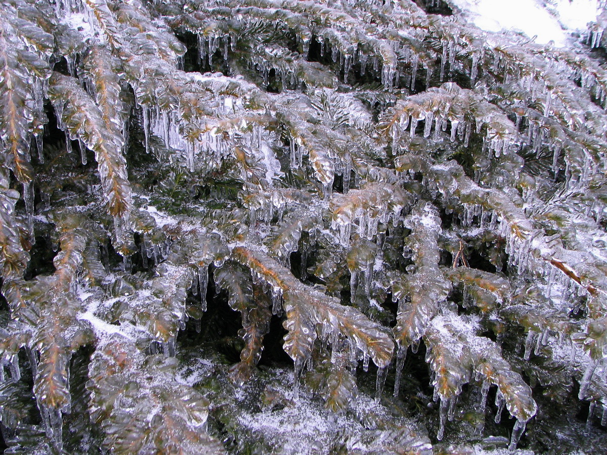 LA MULTI ANI, ROMANIA!: Conifere inghetate