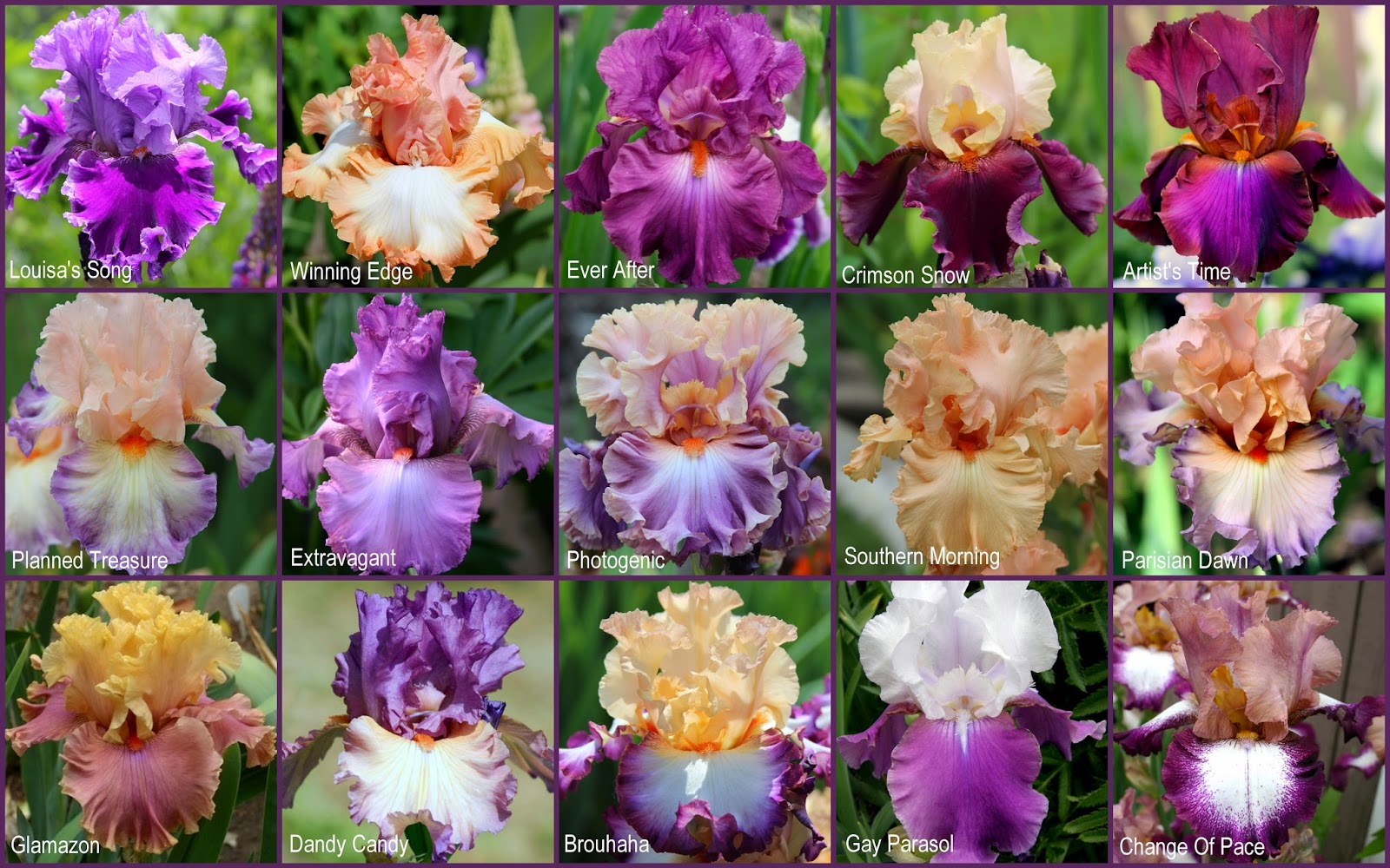 World of Irises: April 2015