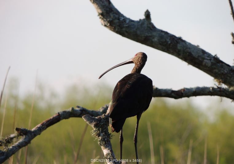 H-Town-West Photo Blog: Ibis birds all have scythe-shaped bill, but ...