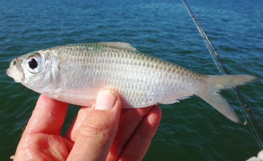 Ben Cantrell's fish species blog: FL shameless lifelisting part 7 ...