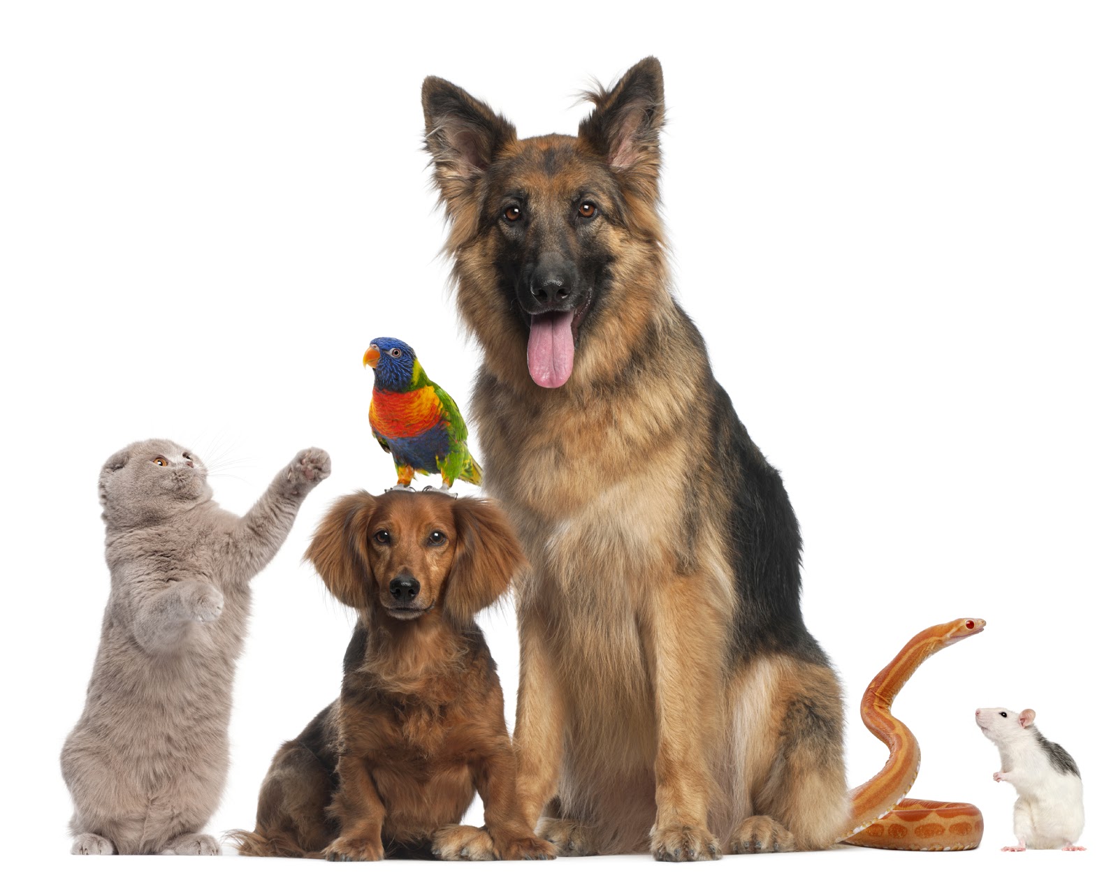 Deal with pets: January 2013 Deal with pets: January 2013