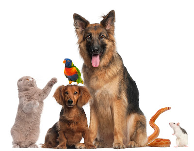 Deal with pets: Why Every House Should Have a Pet