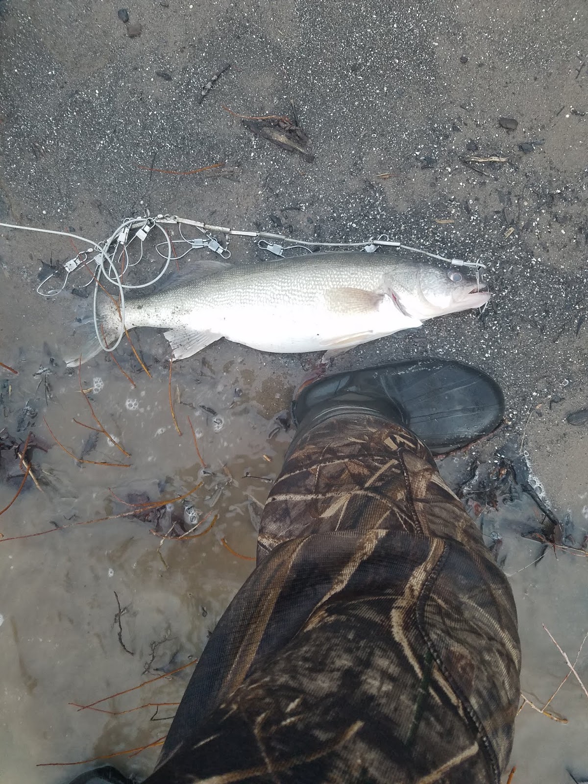 2019 Maumee River Walleye Run Fishing Report: ON THE BOARD!!!...and ...