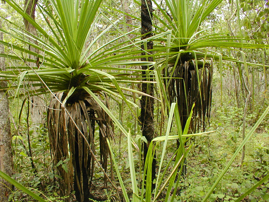 Days on the Claise: Screw Palms