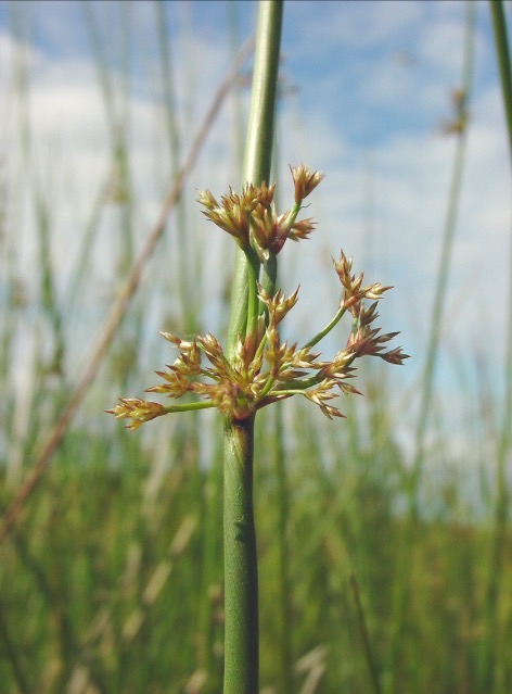 Plant Database: Juncus effusus
