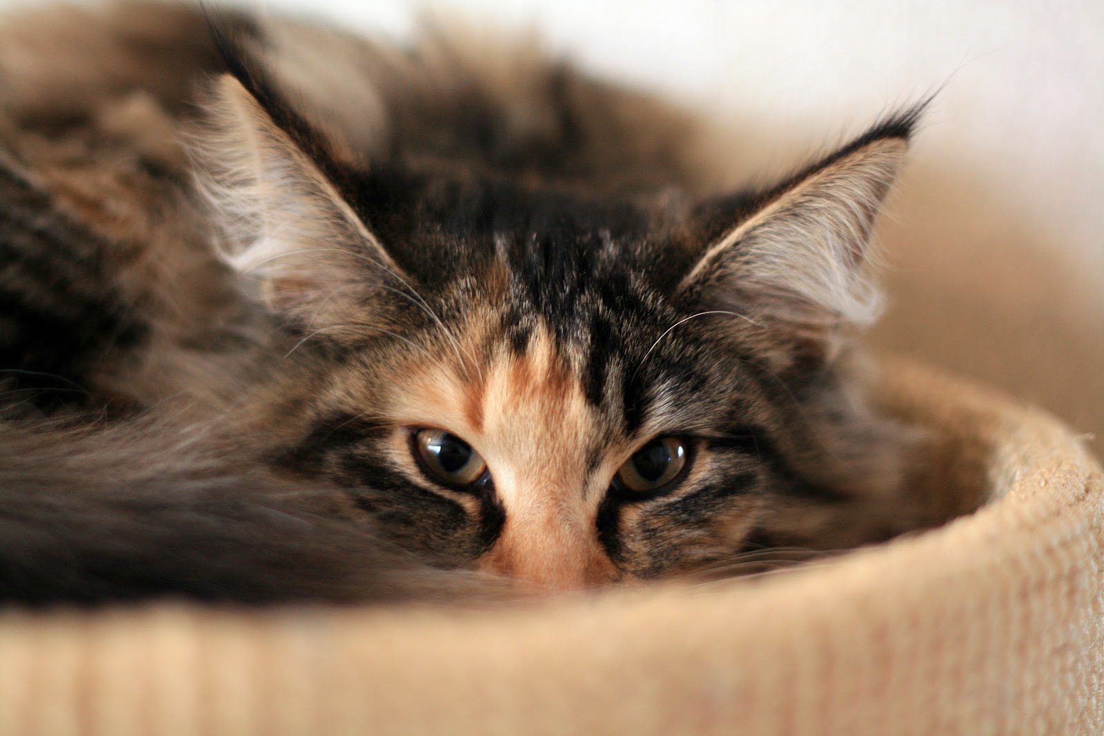 My little place: Lite mer kattbilder...