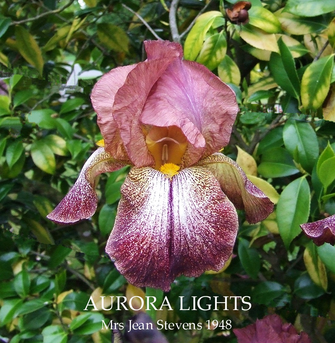 Tall Bearded Iris AURORA LIGHTS ~ HERITAGE IRISES