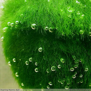 about MARIMO: about MARIMO