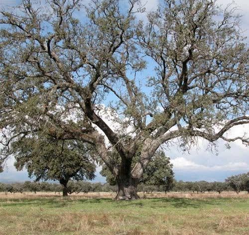 ENCINAS: origen e historia.: ESPAÑA CUIDA A LAS MÁS GRANDES Y ANTIGUAS