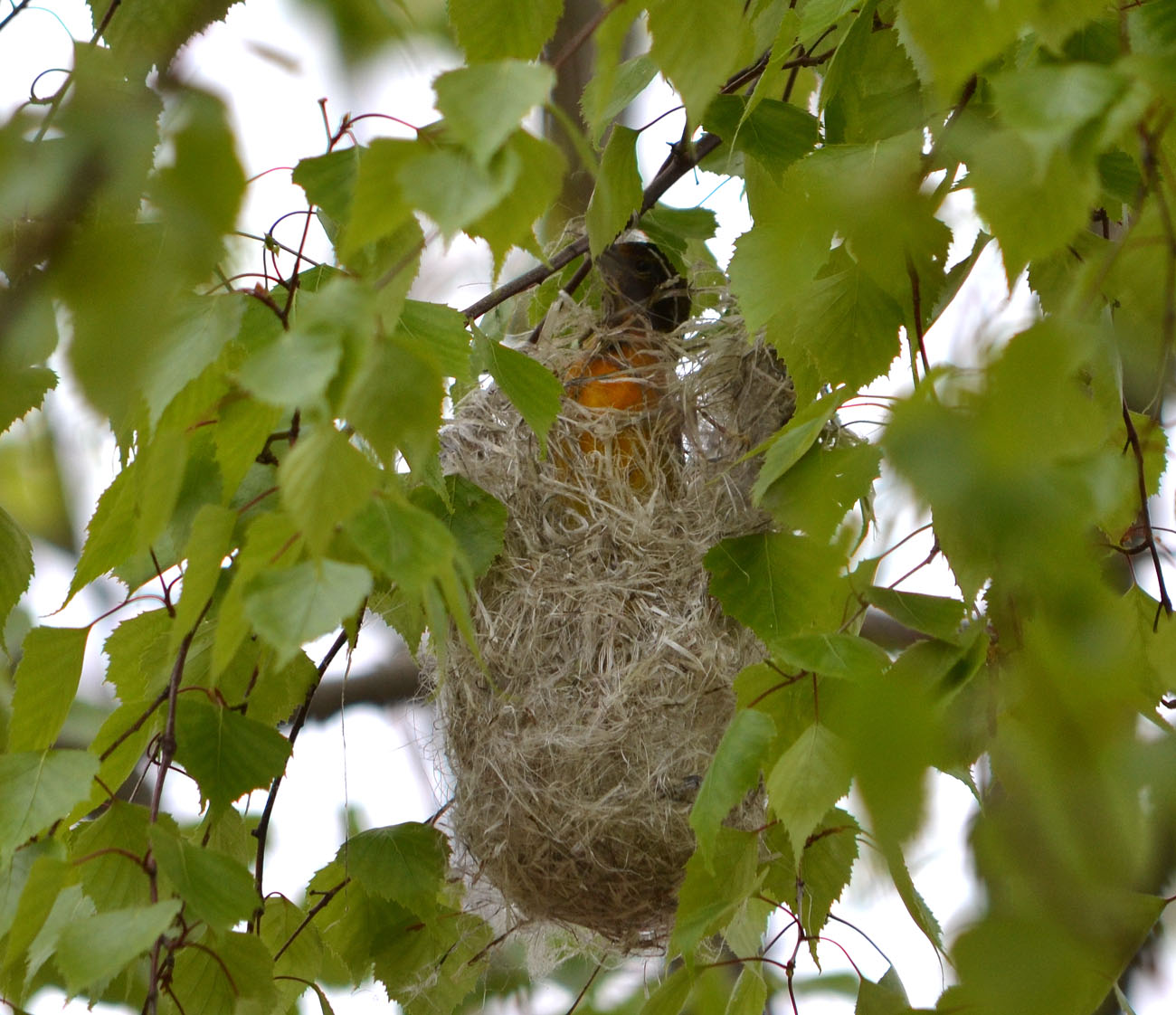Woods Walks and Wildlife: So Many Shore Sights!