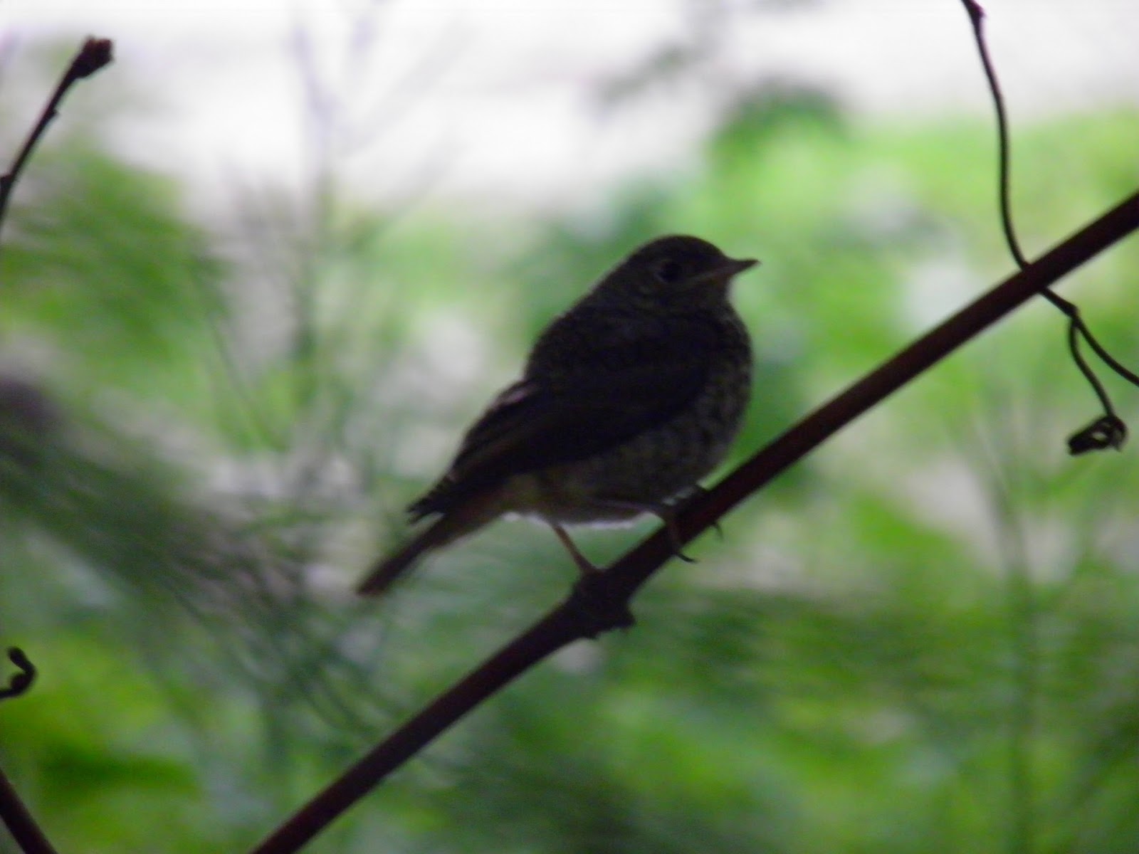 PASARI DIN ROMANIA: CODROS DE PADURE (2), Phoenicurus phoenicurus