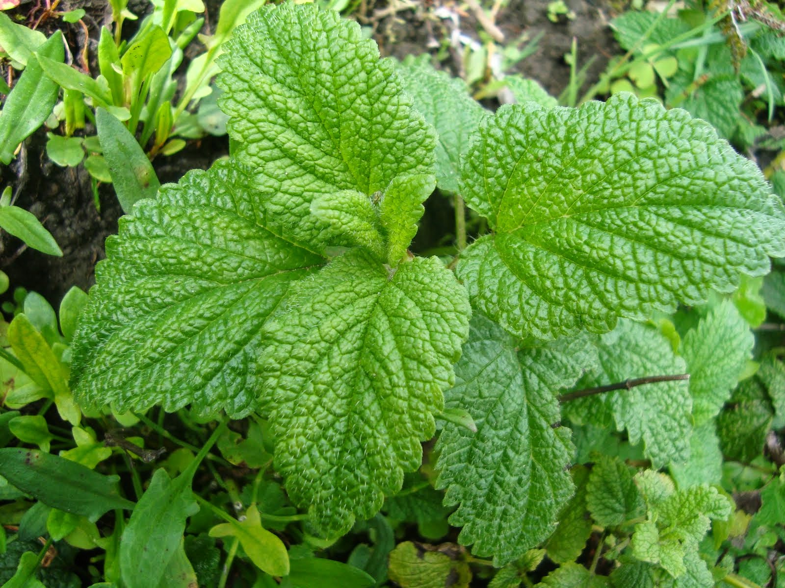 Enroque de ciencia: ¿Qué es el toronjil?