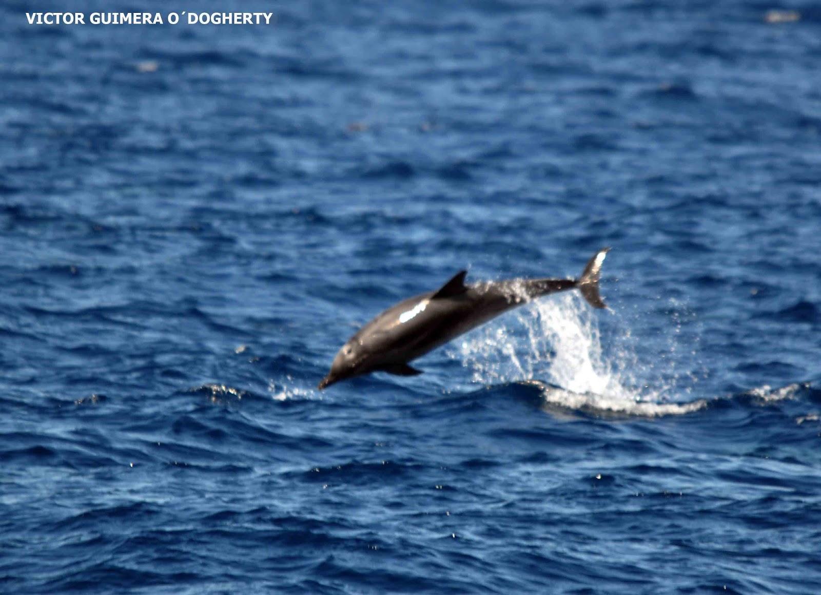 Mis imágenes de aves: DELFIN LISTADO