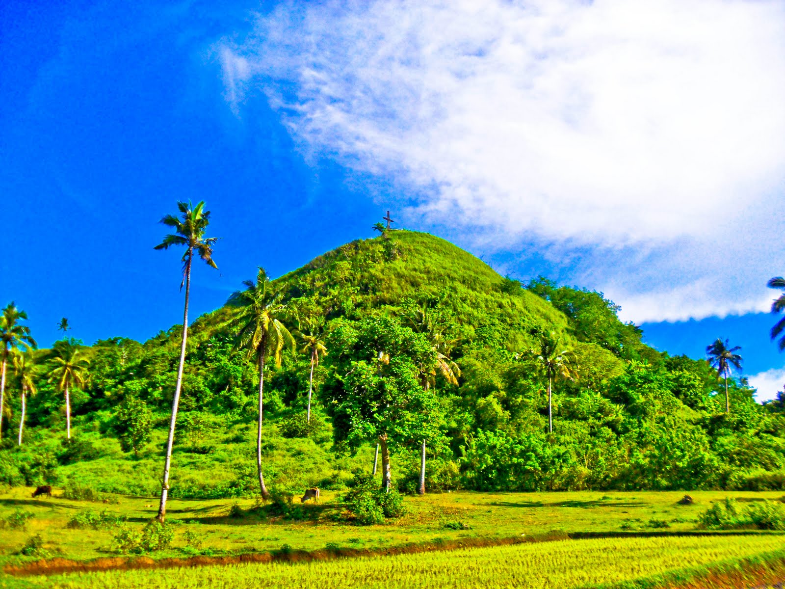 Byahero: Pili Nut Hills in Camalig, Albay