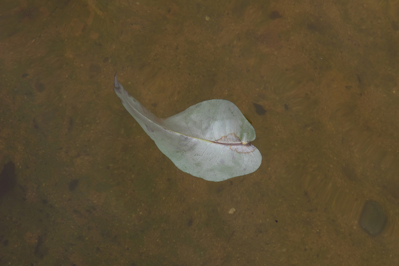momentos de luz: El Pez-hoja (Fotopoema)
