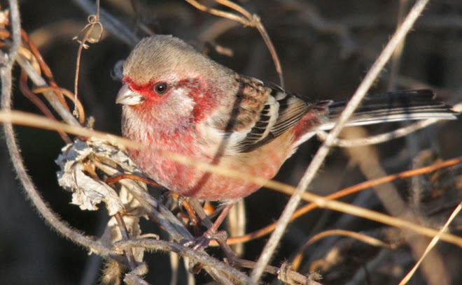BIRDING - Kyoto, Kansai and Japan: finches