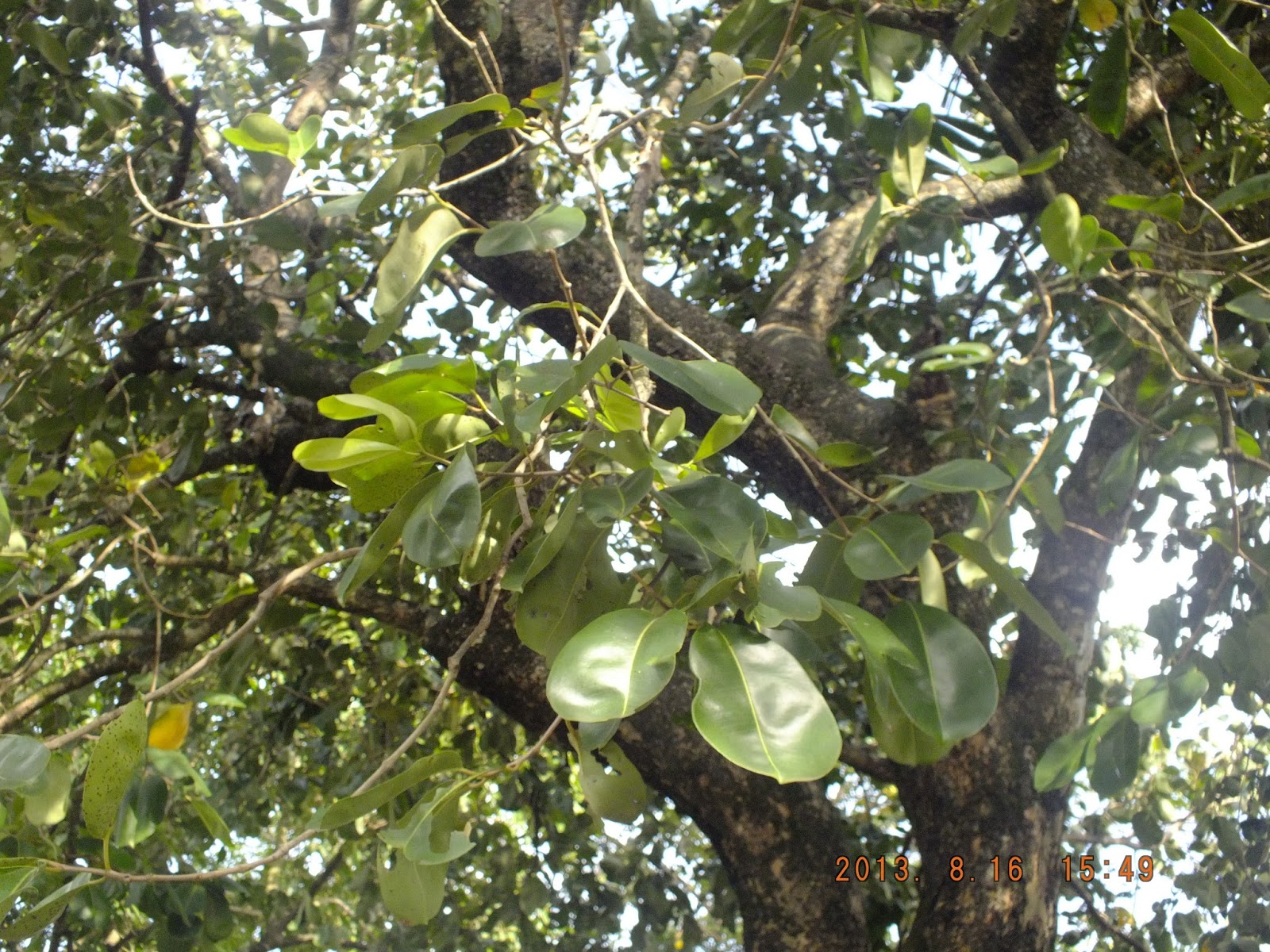 Photography with Dr. Ernie.: lomboy flowers, Syzygium_cumini