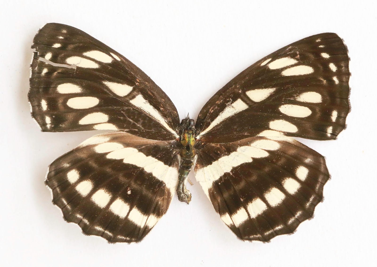 Butterflies of Vietnam: 15. Neptis hylas (The Common Sailer)